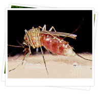 Orlando mosquito control services